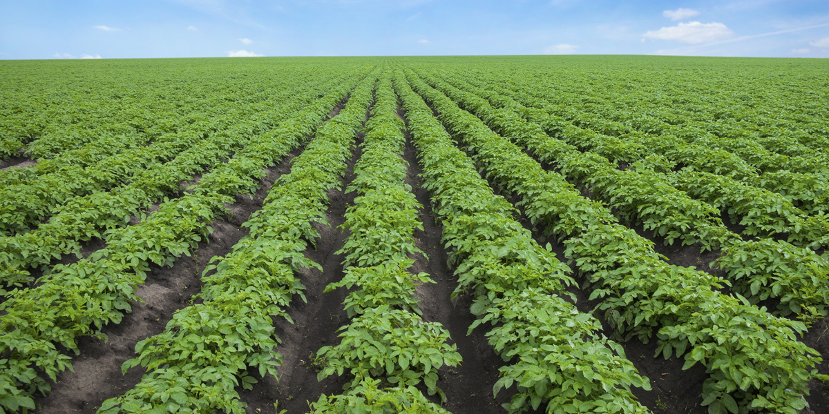 BASF | Agricultural Solutions - Eastern Canada